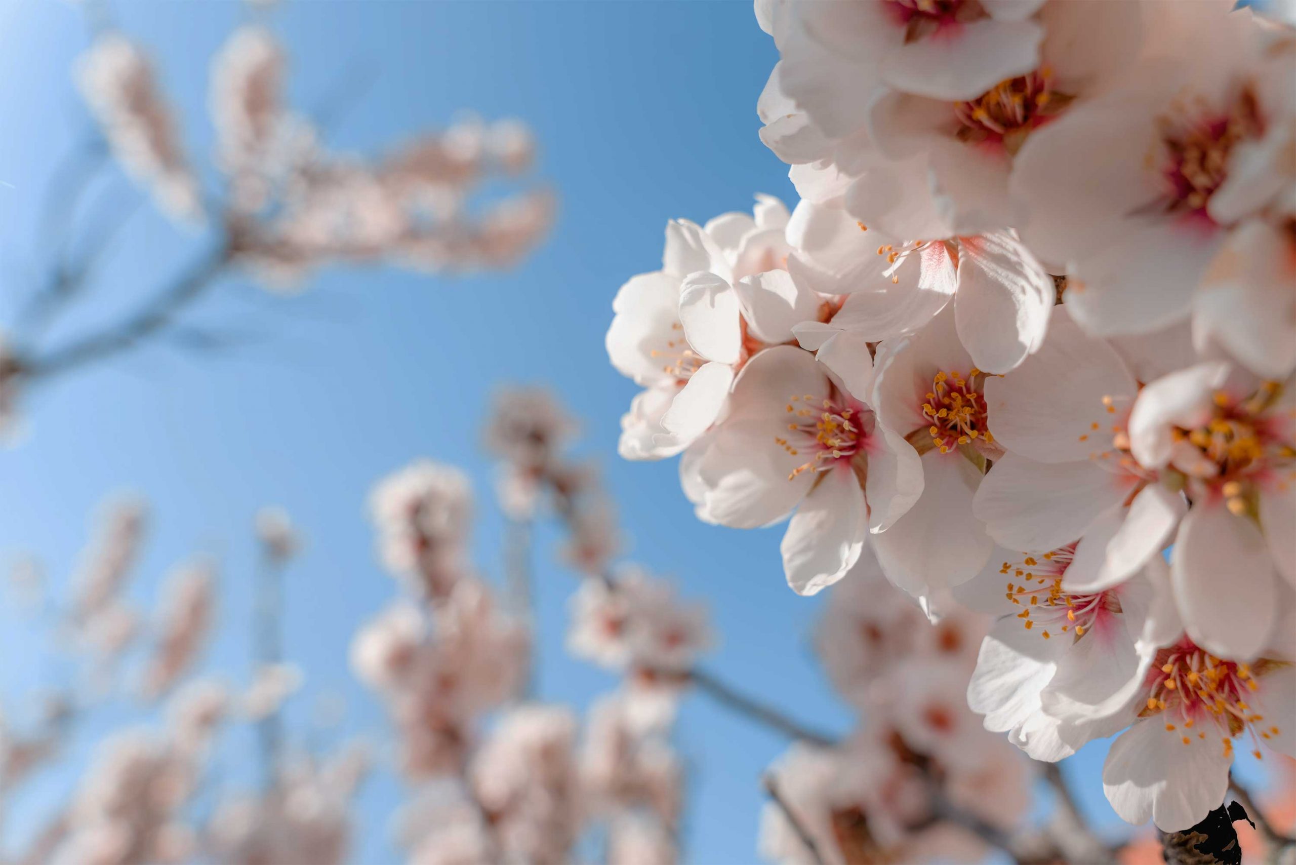 ¿Sabías que en el CITA se registró el almendro “Guara”, uno de los más ...
